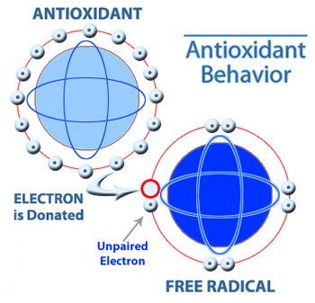 Benefits of Antioxidants Defined | Health Reviewer